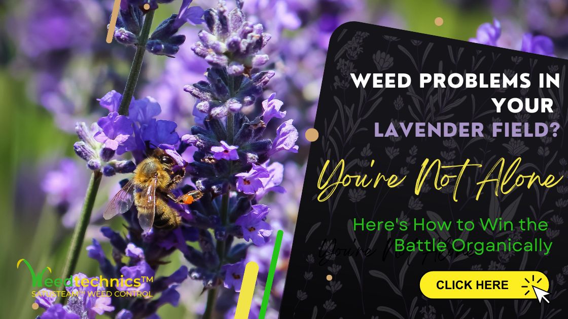 Controlling weeds in lavender farms without chemicals. - Weed Techniques